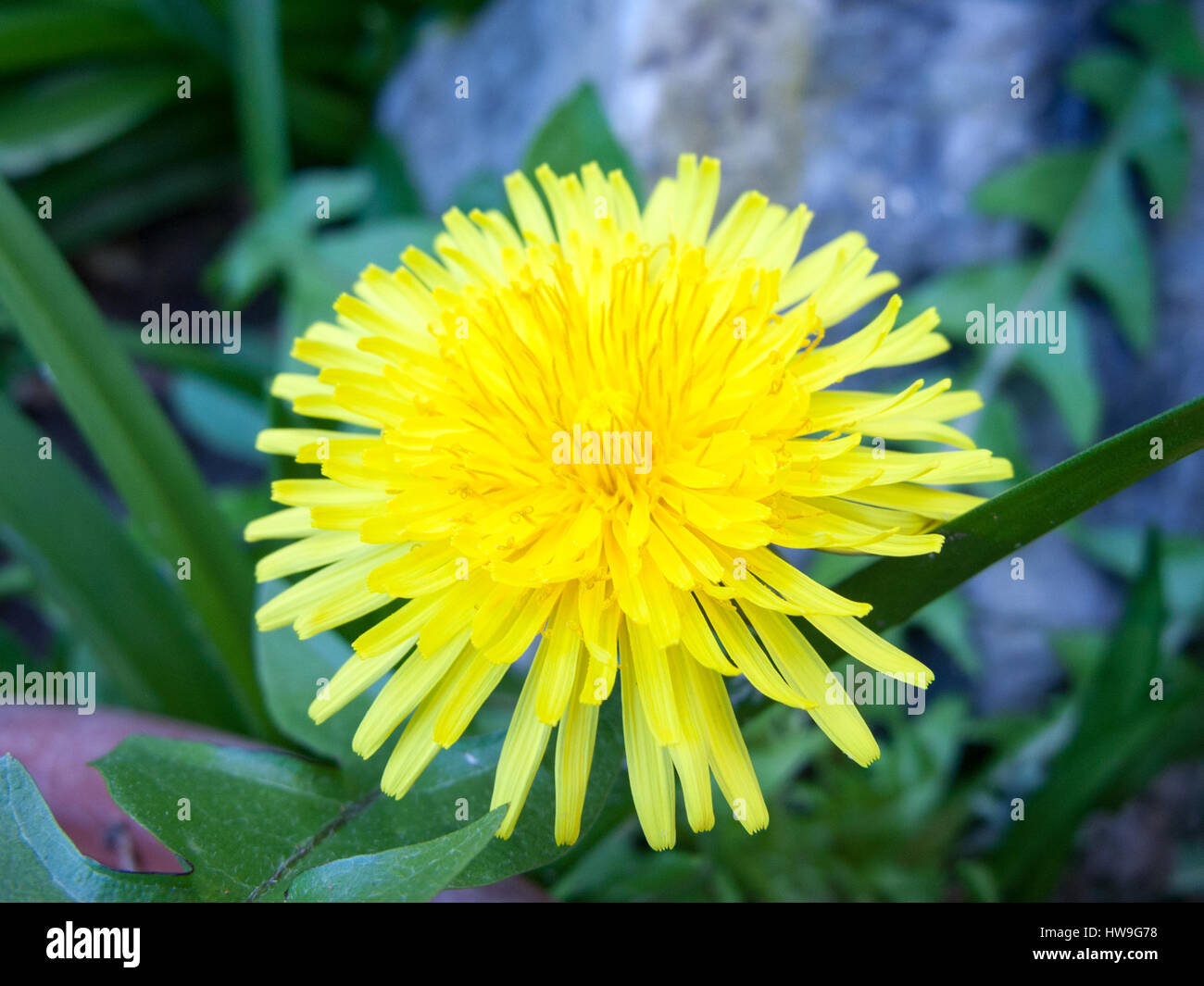A lovely dandelion in full bloom in early spring Stock Photo - Alamy