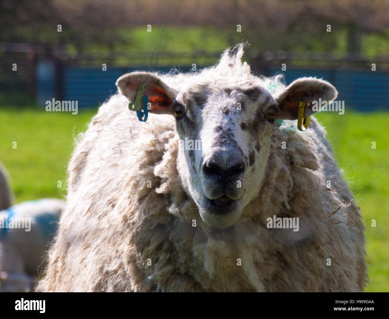 Happy sheep chewing hi-res stock photography and images - Alamy