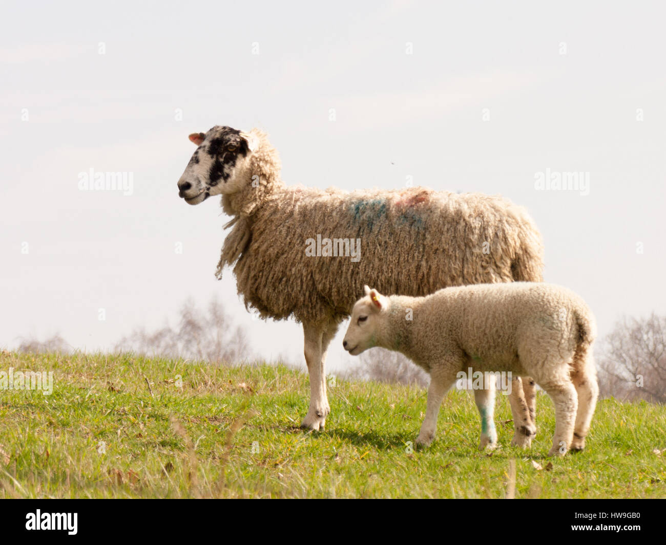 A little lamb and her mother on a farm field Stock Photo - Alamy