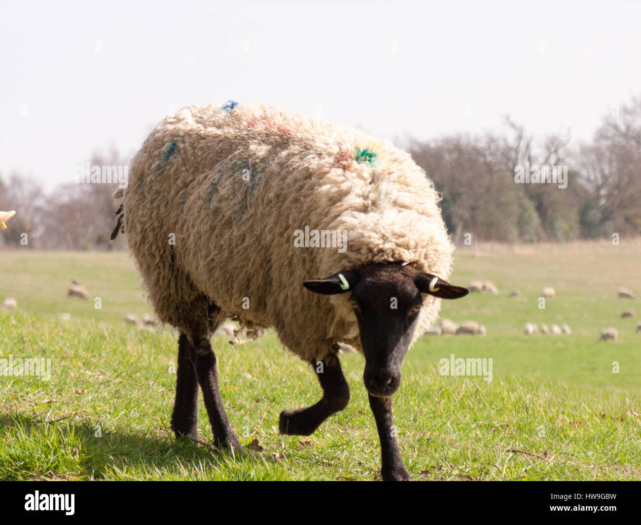 An odd staring sheep Stock Photo - Alamy