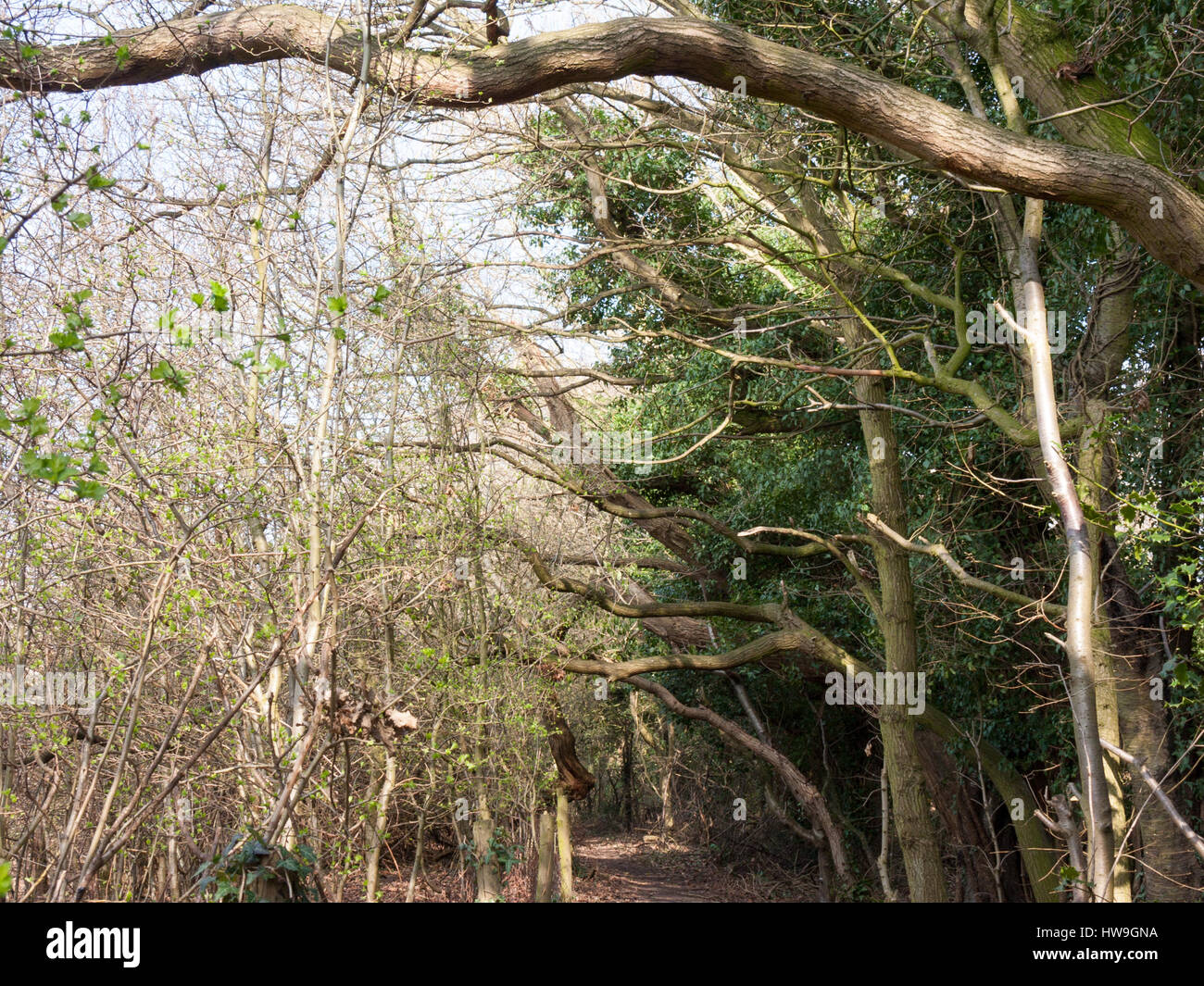 Some lush trees overhead on a path Stock Photo - Alamy