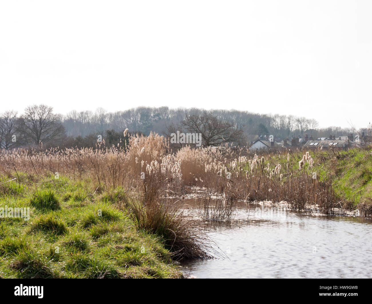 A shot of some reeds in a river bank Stock Photo - Alamy