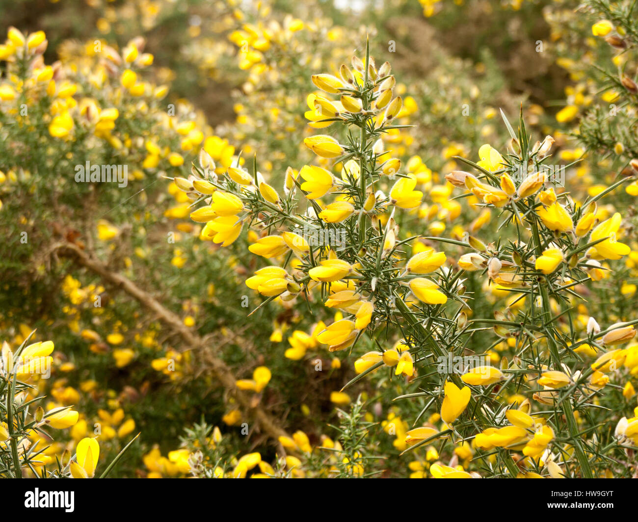Some love gorse plant growing wild in the spring time Stock Photo - Alamy