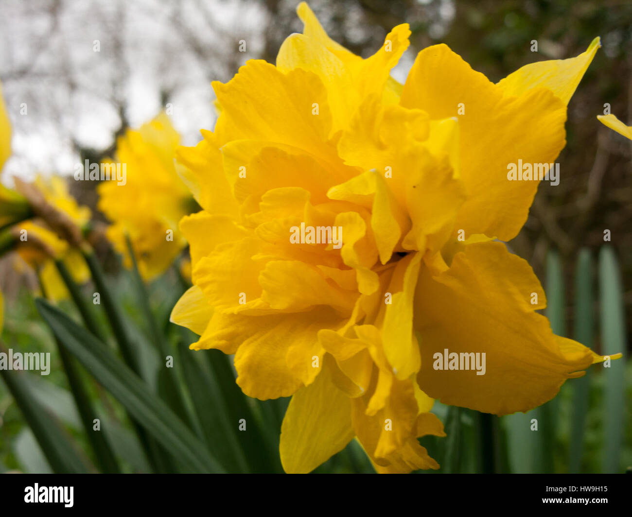 A yellow frilly daffodil Stock Photo - Alamy
