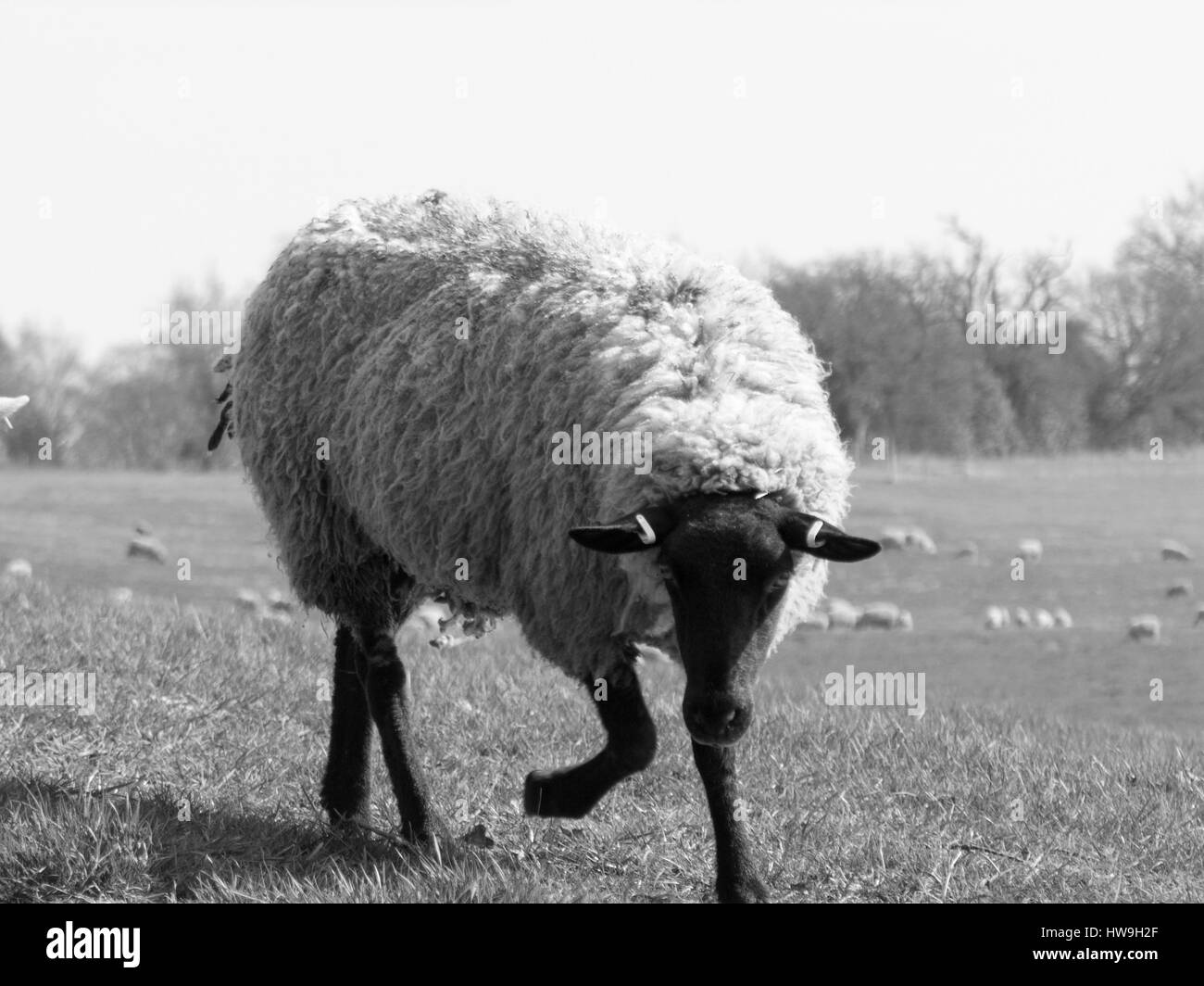Happy sheep chewing hi-res stock photography and images - Alamy