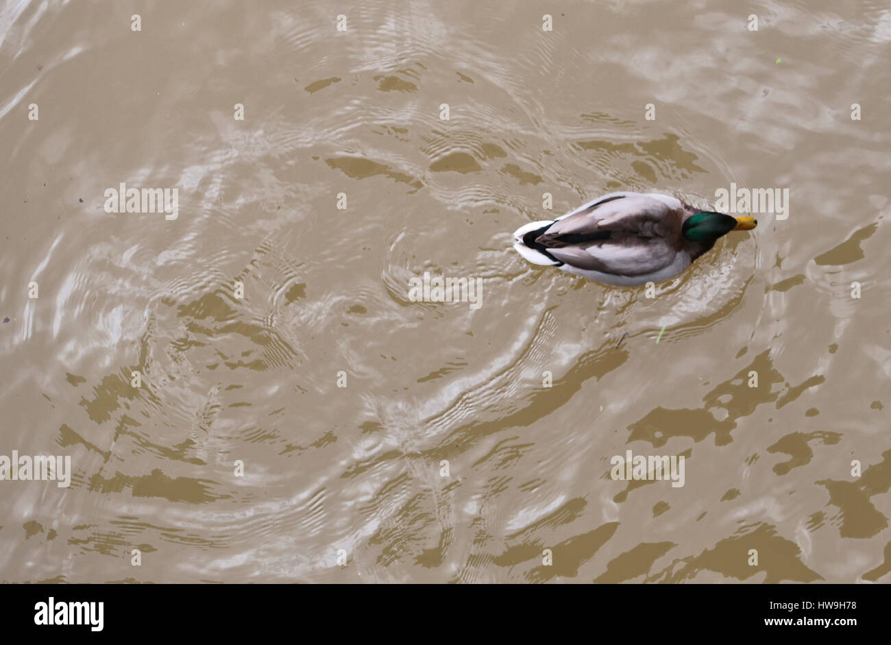 Marine ducks hi-res stock photography and images - Alamy