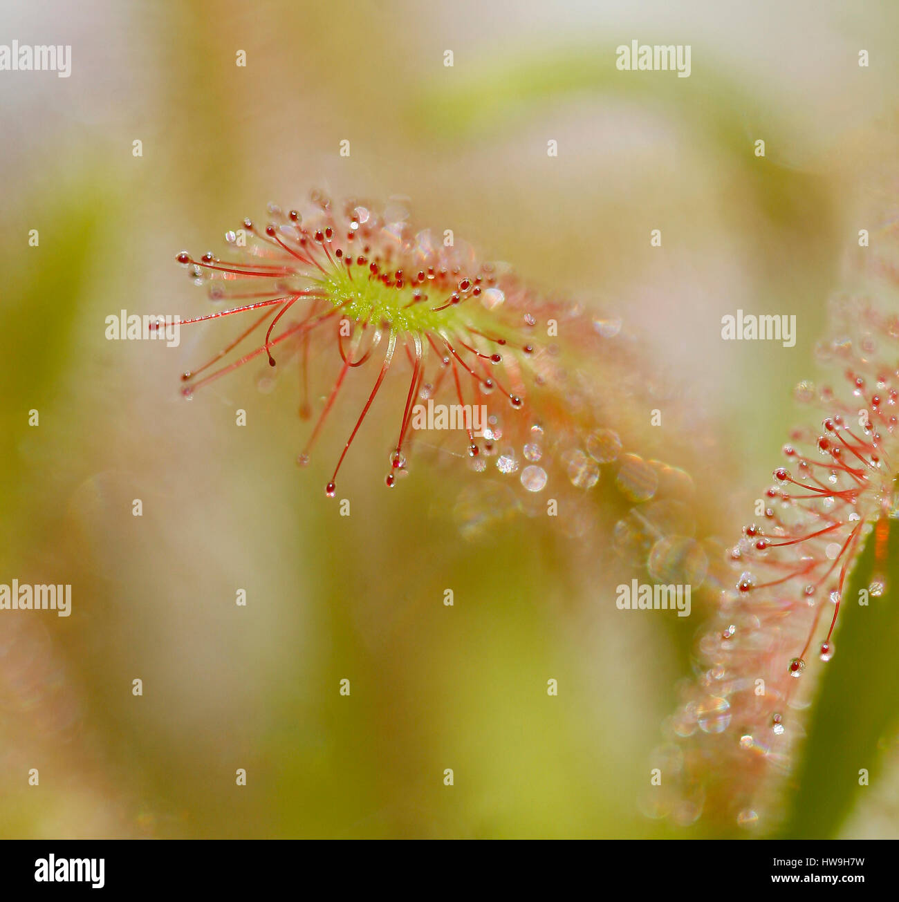 Drosera capensis carnivorous plant detail Stock Photo - Alamy