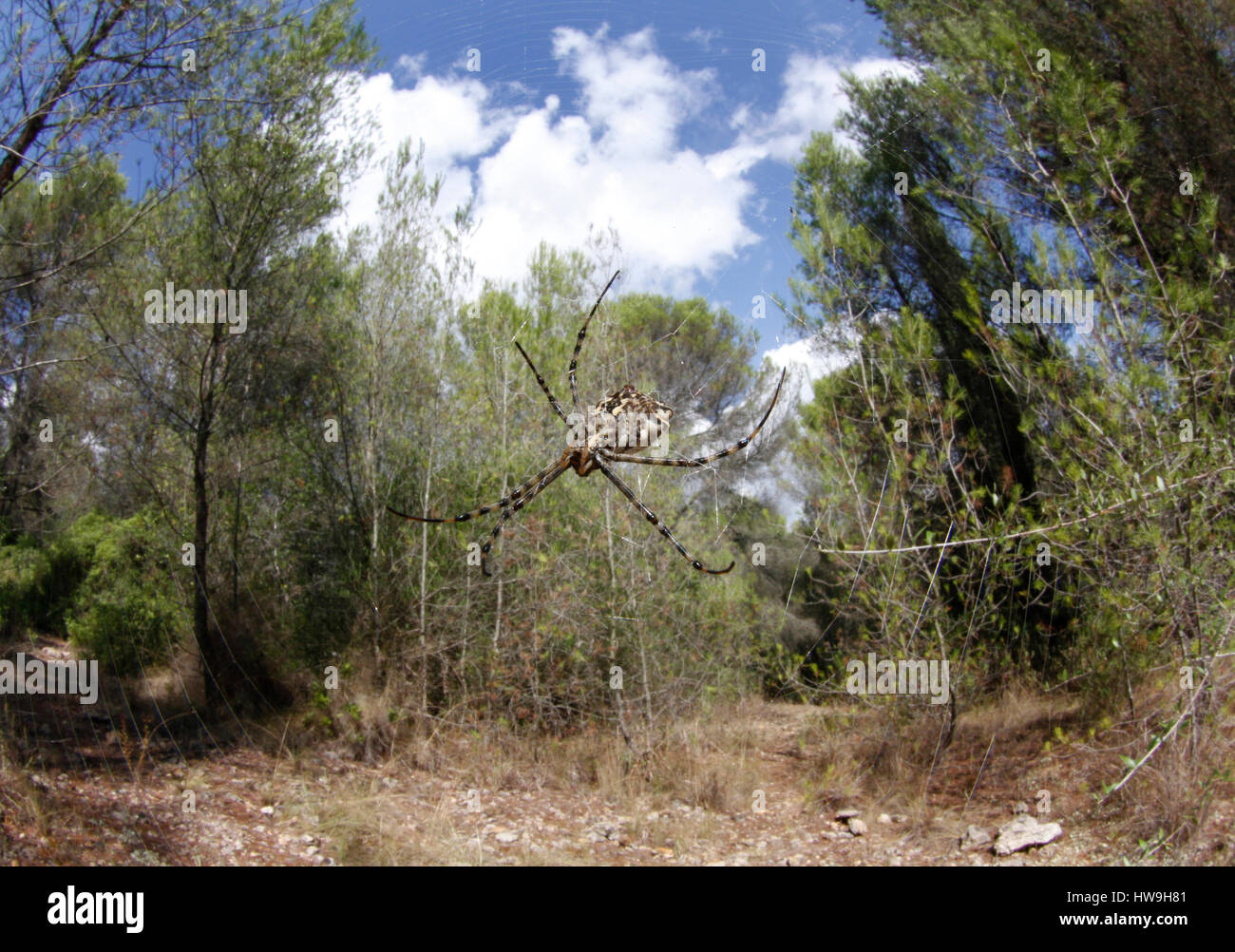 macroargiope spider on the bellver forest in the island of mallorca ...
