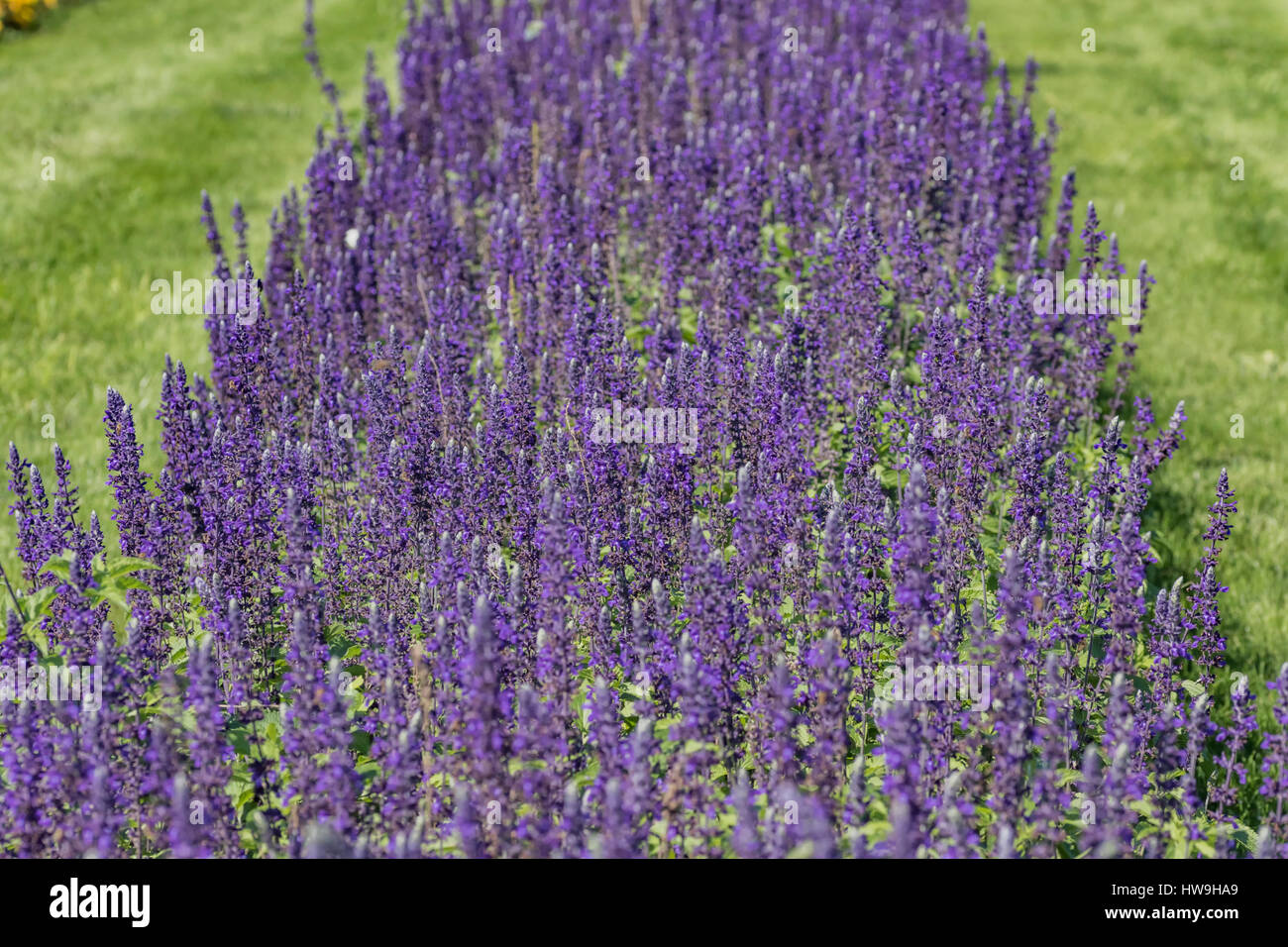 Sage purple hi-res stock photography and images - Alamy