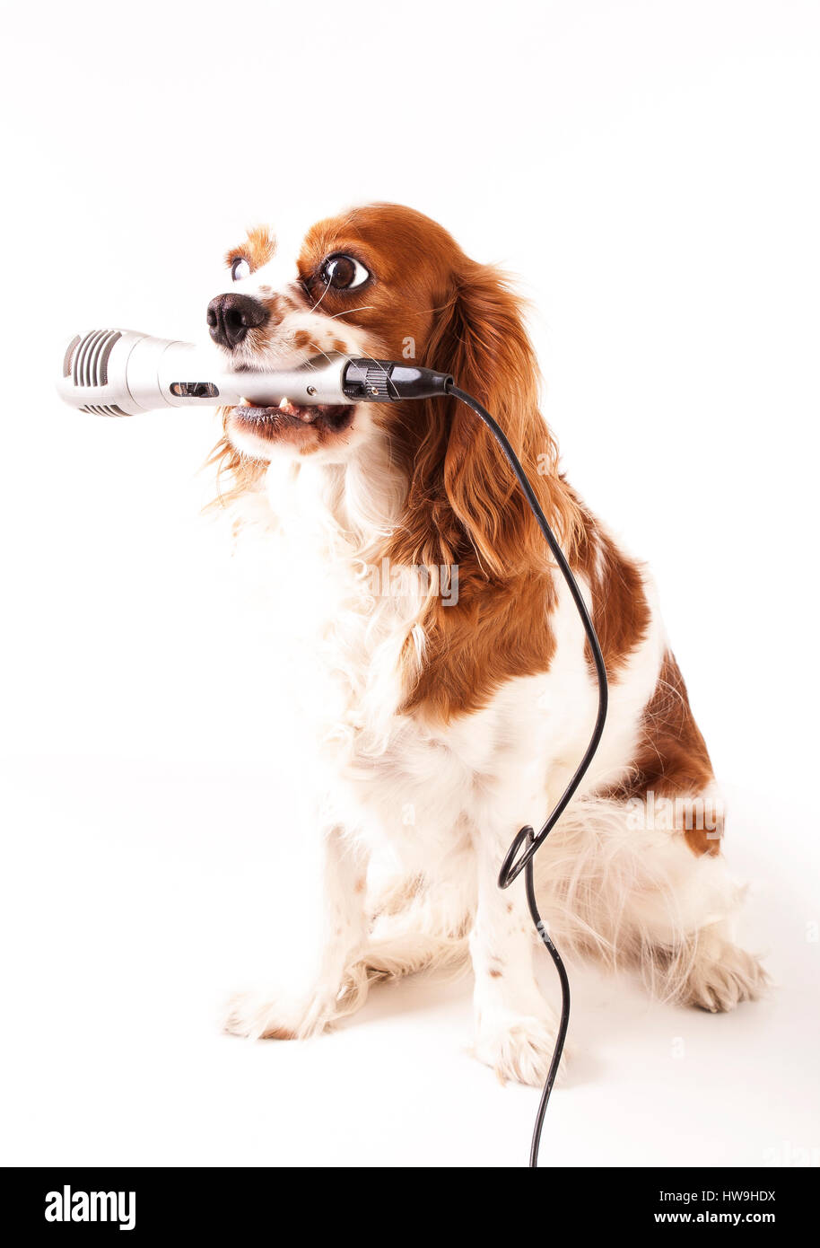 Dog with microphone hi-res stock photography and images - Alamy