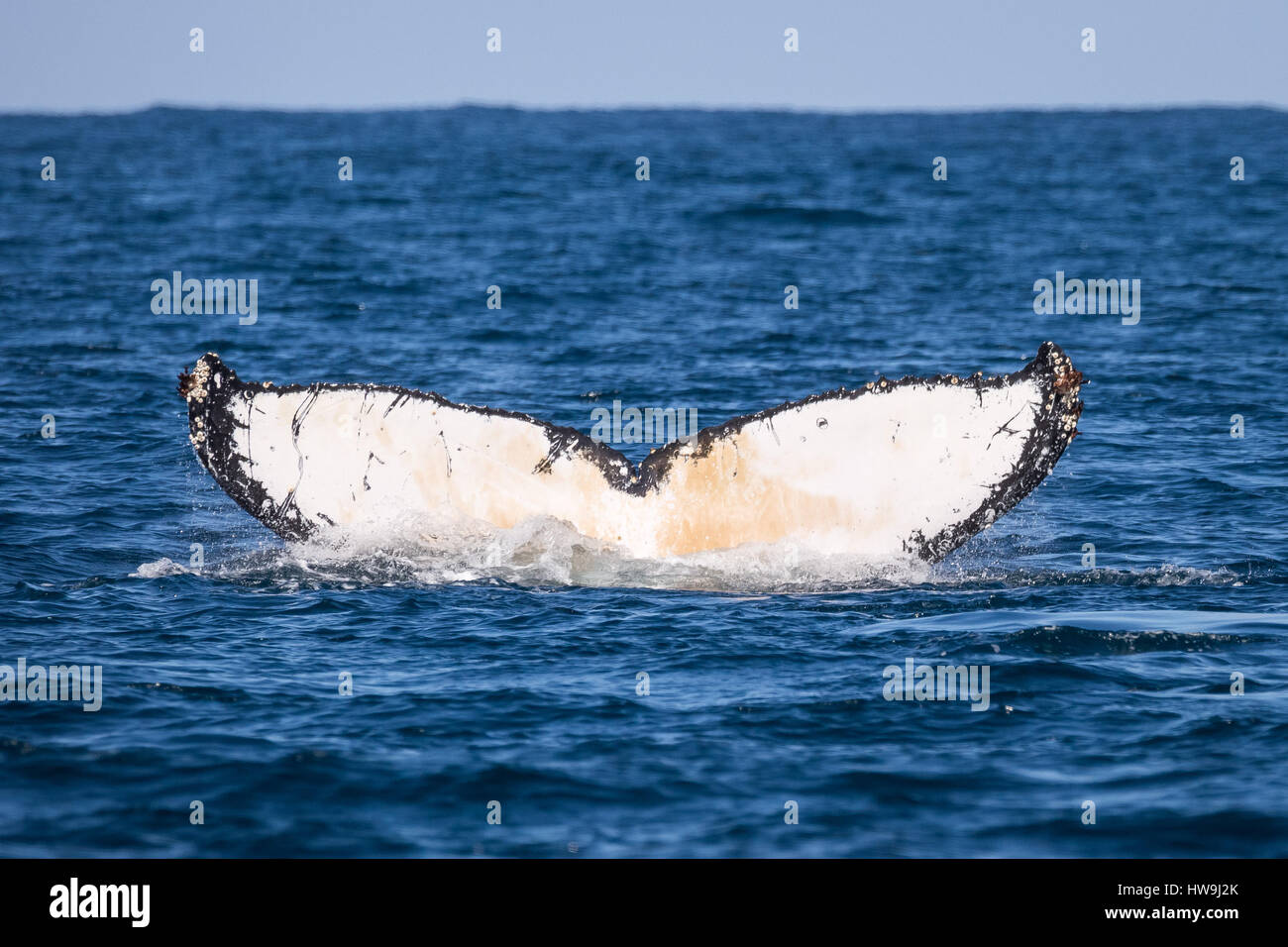 Humpback Whale tail fluke Stock Photo - Alamy