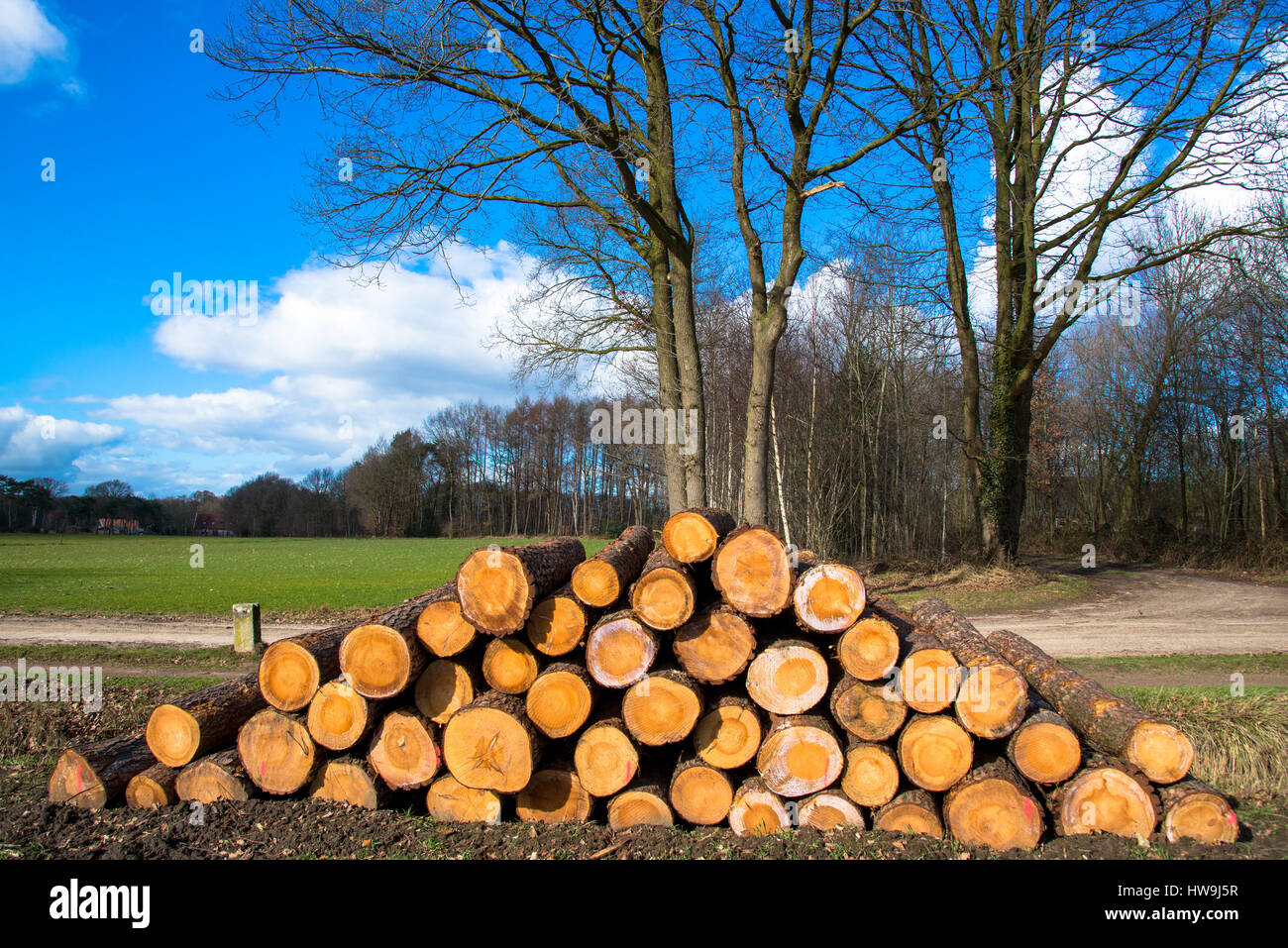 pile of cut trees at farmland in holland Stock Photo - Alamy