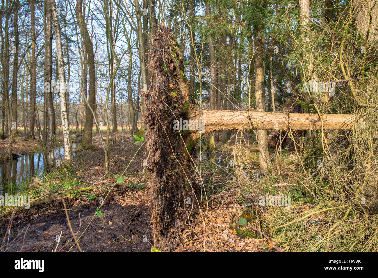 fallen tree in forest Stock Photo - Alamy