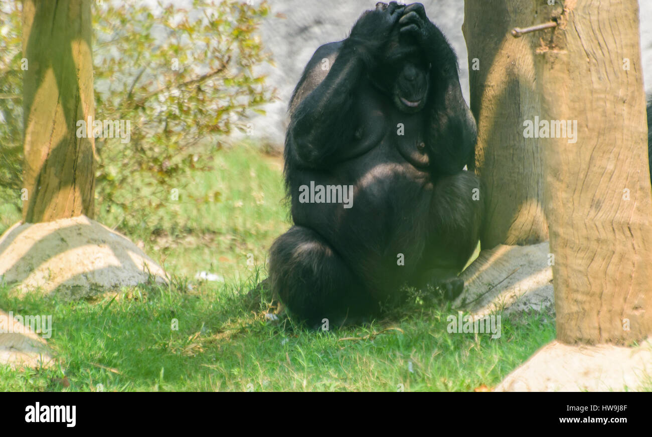Hairy indian baby hi-res stock photography and images - Alamy
