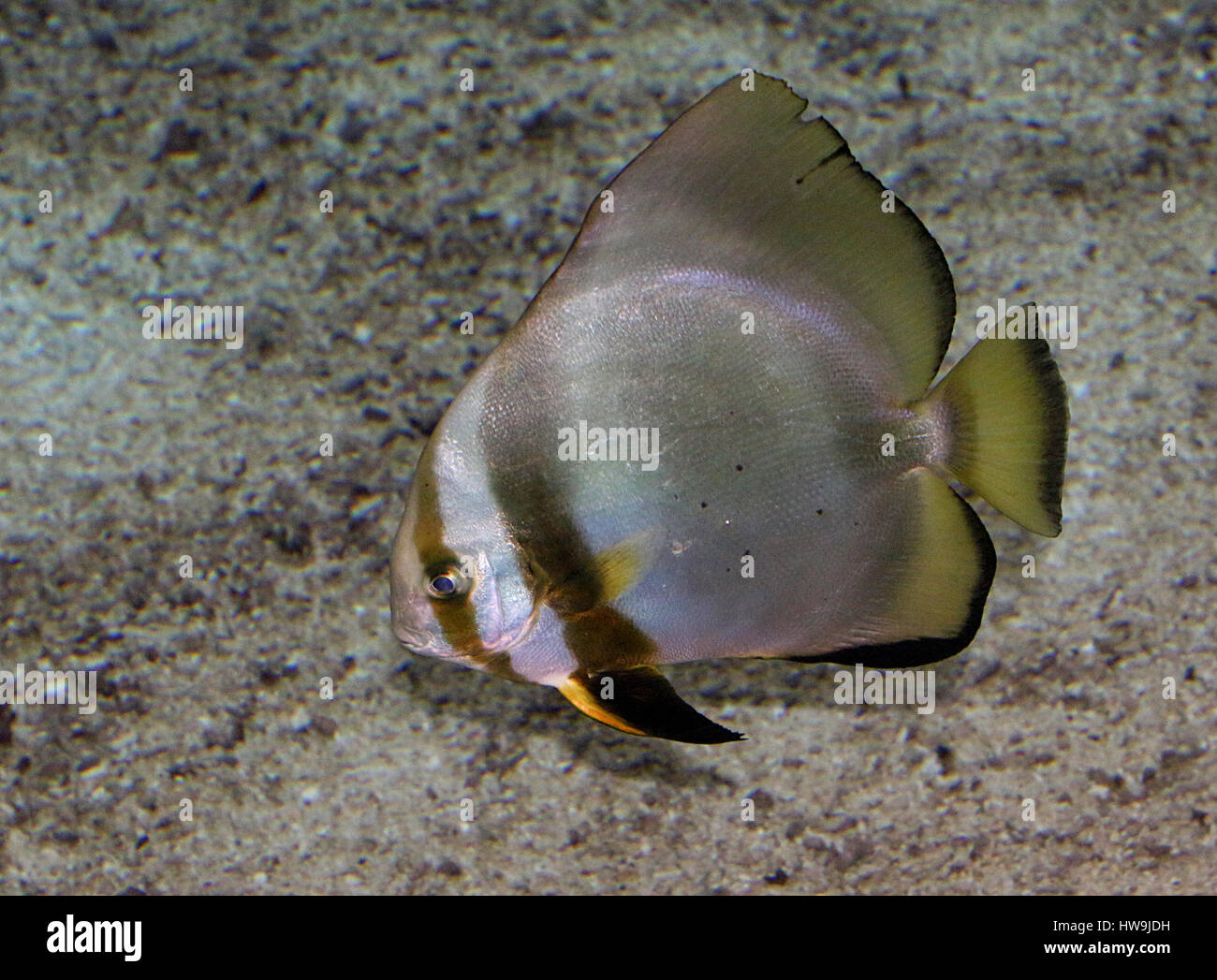 Round, Circular or Orbicular Batfish (Platax orbicularis), native from ...