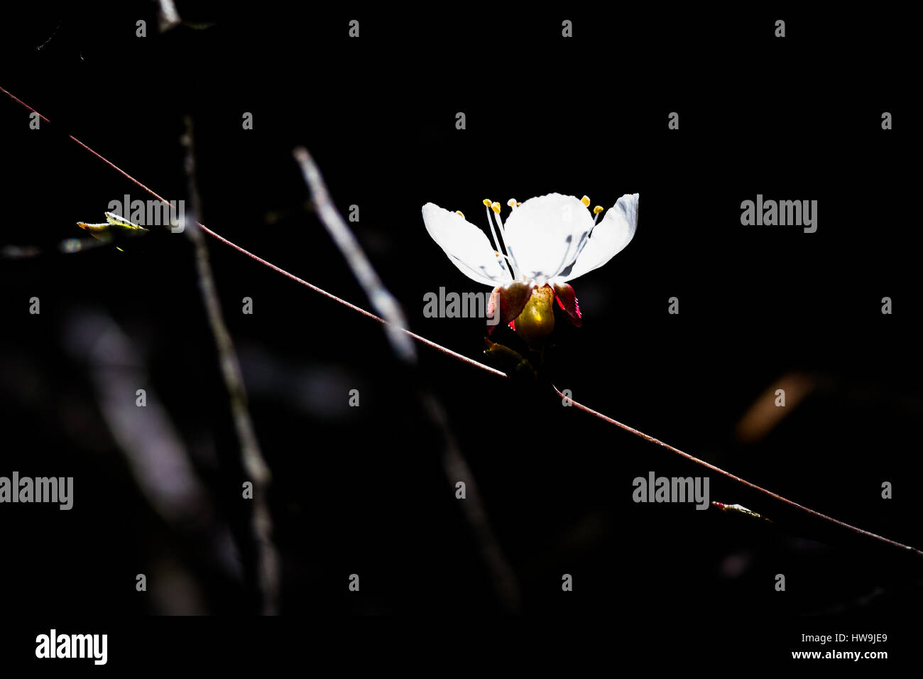 Closeup view of a single sunlit sakura flower on a blooming Japanese ...