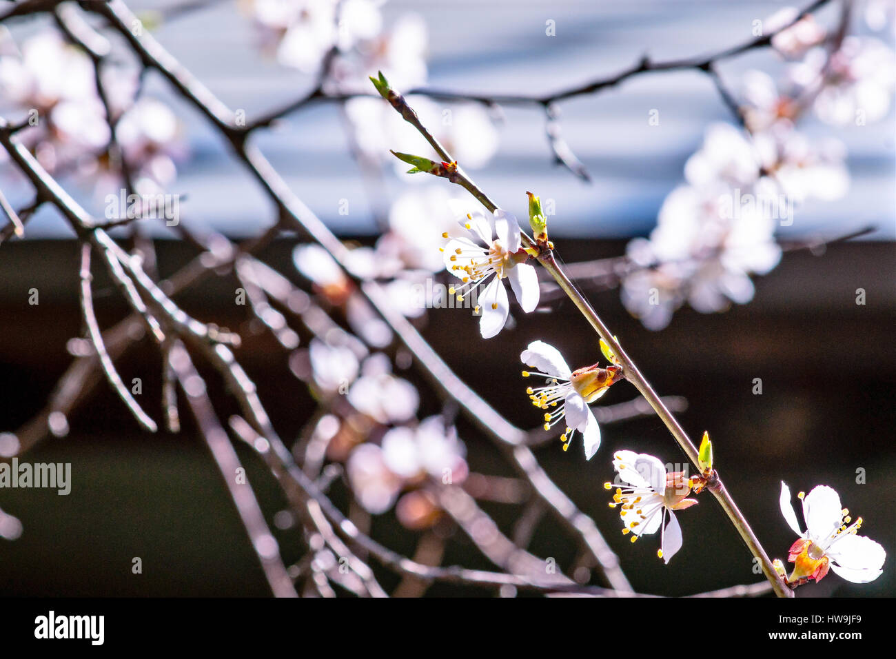 Soft pink Japanese apricot (prunus mume, plum blossoms) flowers against ...
