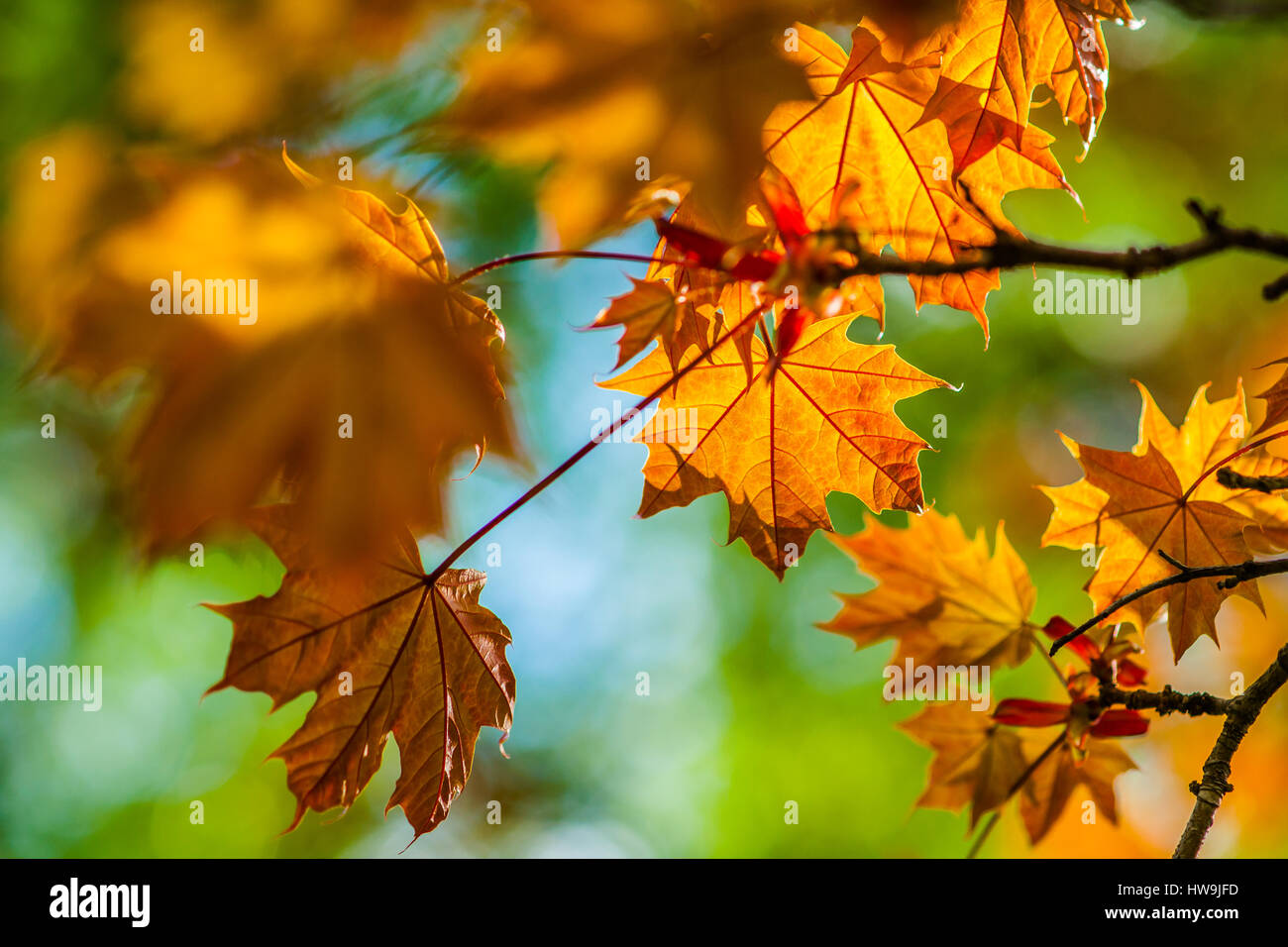 Fresh leaves of Schwedler's maple (acer platanoides Schwedlerii) in ...