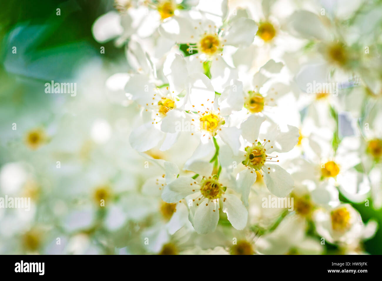 Flower truss hi-res stock photography and images - Alamy