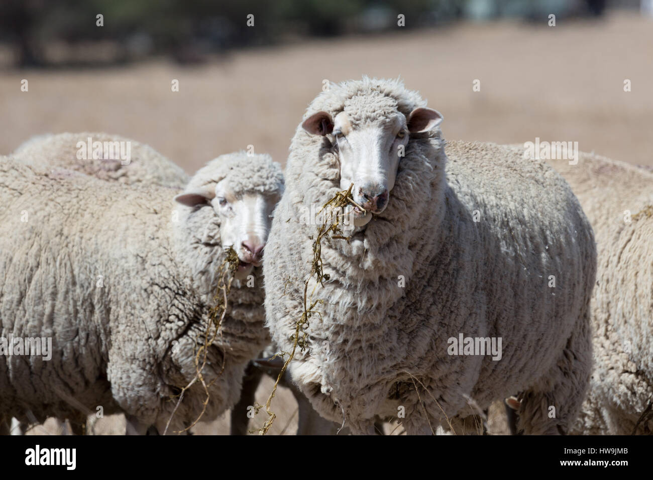 A photograph of some grazing sheep on dry Australian farm in Central ...
