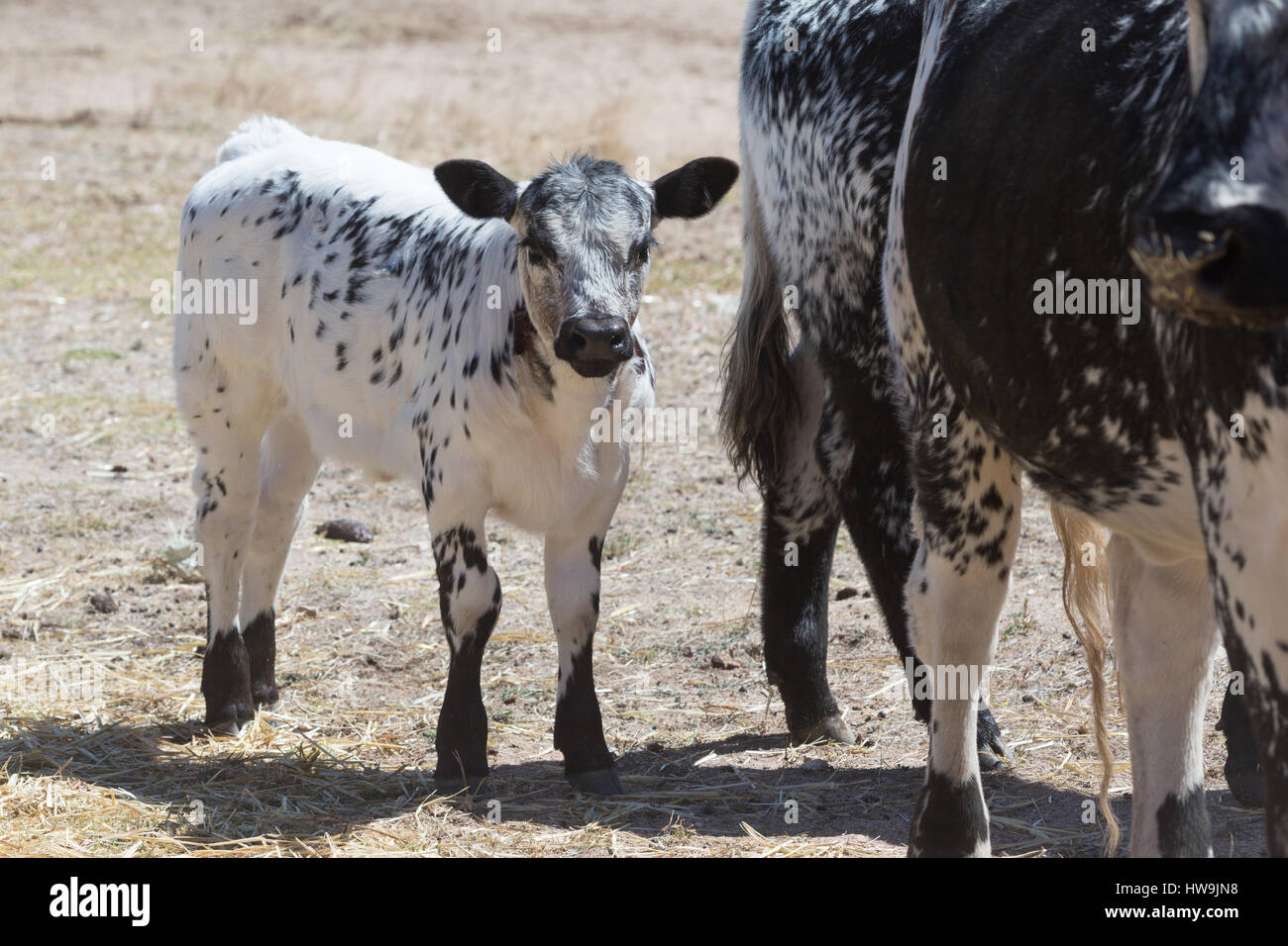 A photograph of a Speckle Park calf on a farm in central western NSW ...