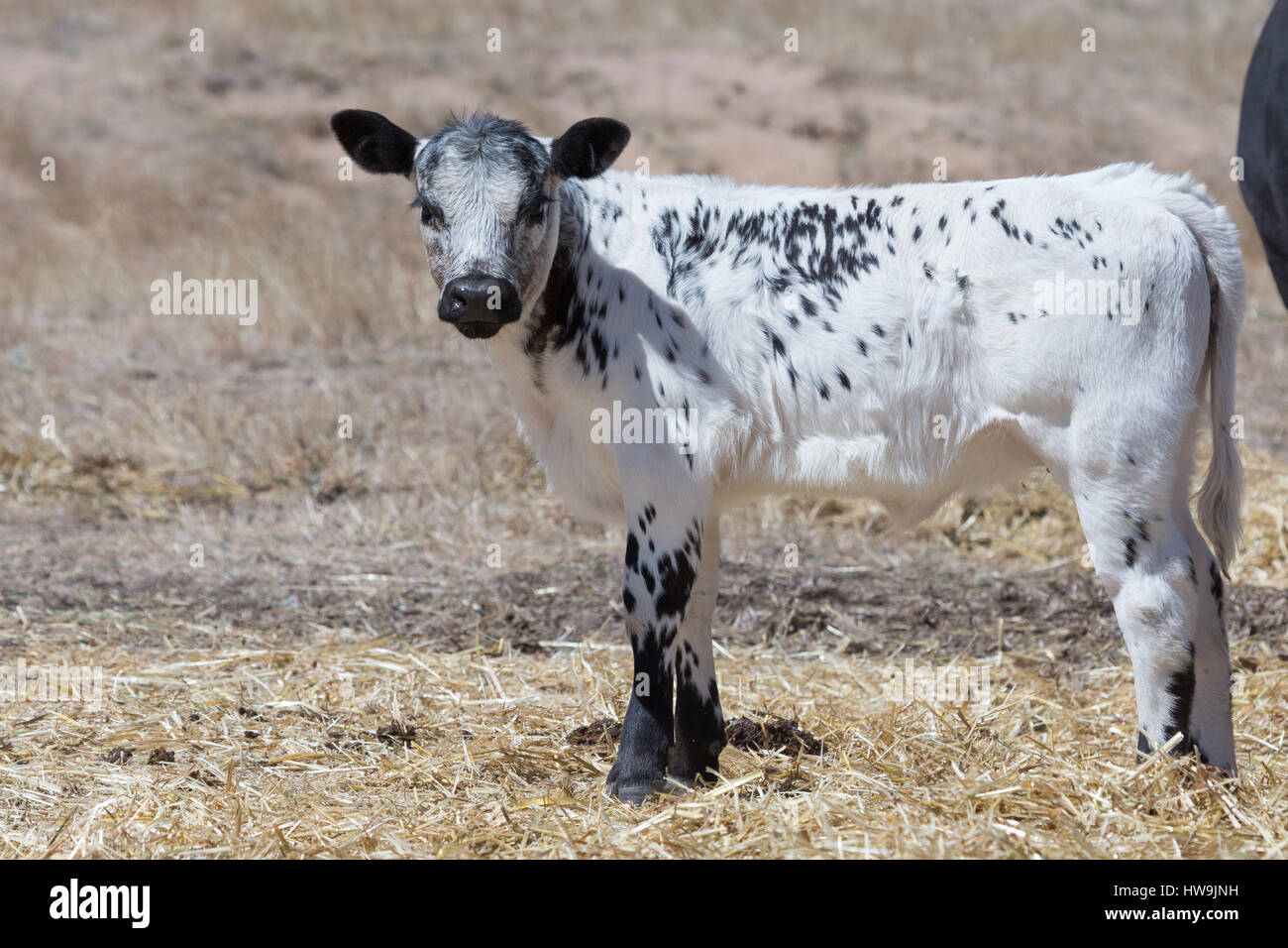 A photograph of a Speckle Park calf on a farm in central western NSW ...