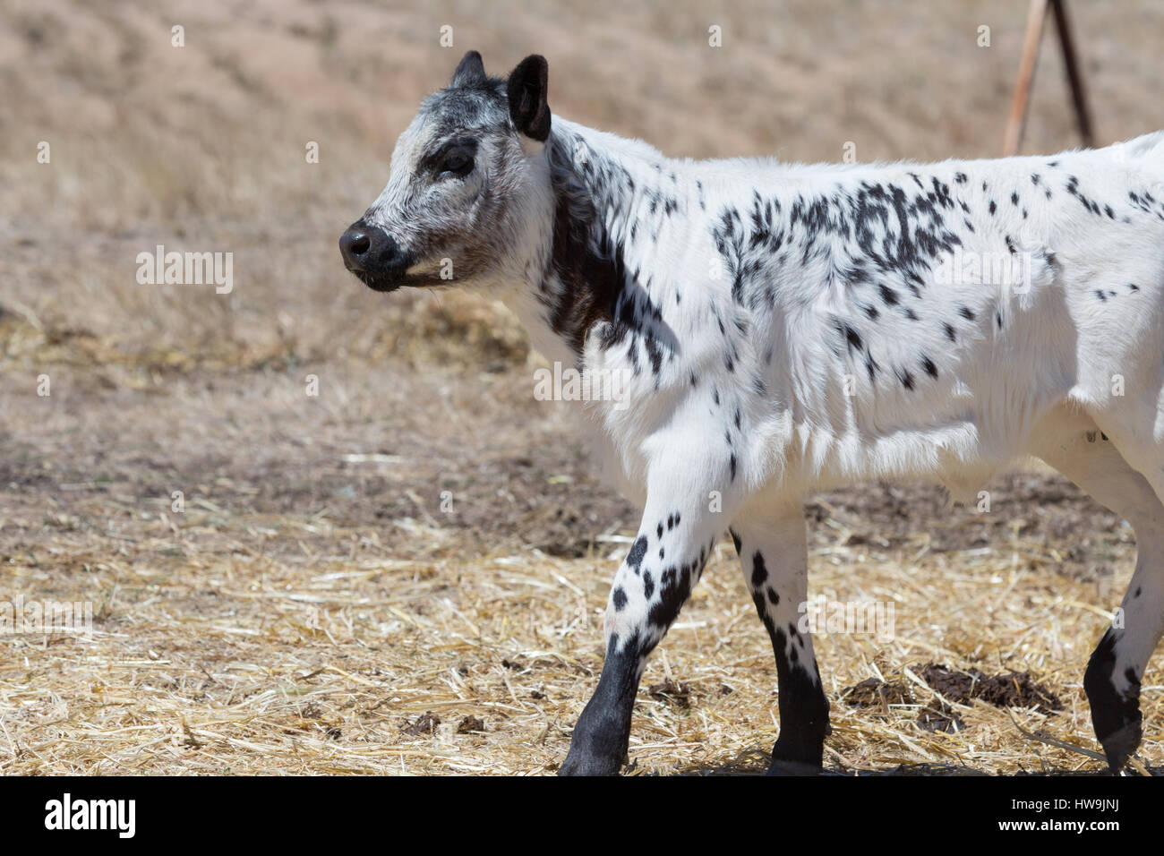 A photograph of a Speckle Park calf on a farm in central western NSW ...