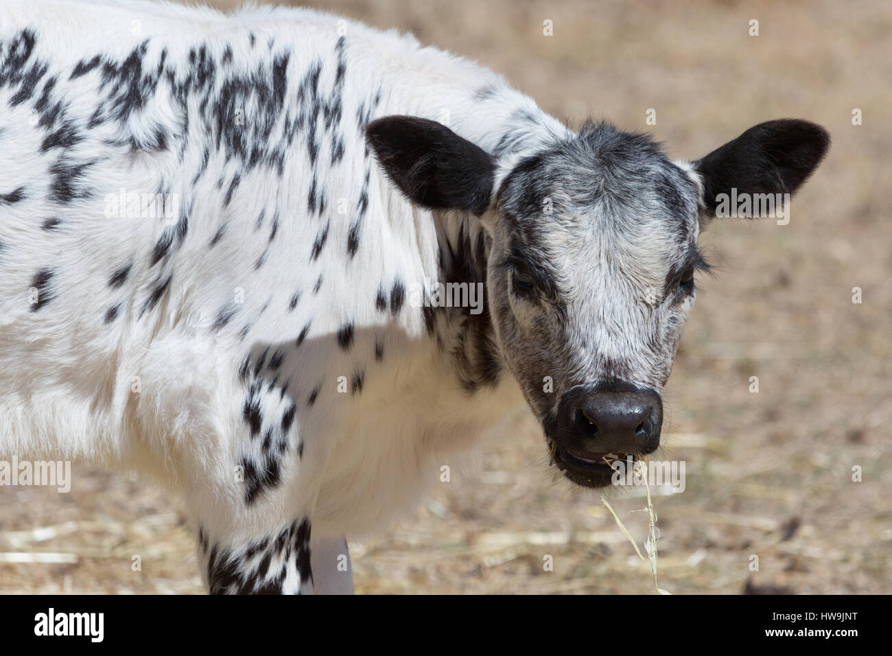 A photograph of a Speckle Park calf on a farm in central western NSW ...