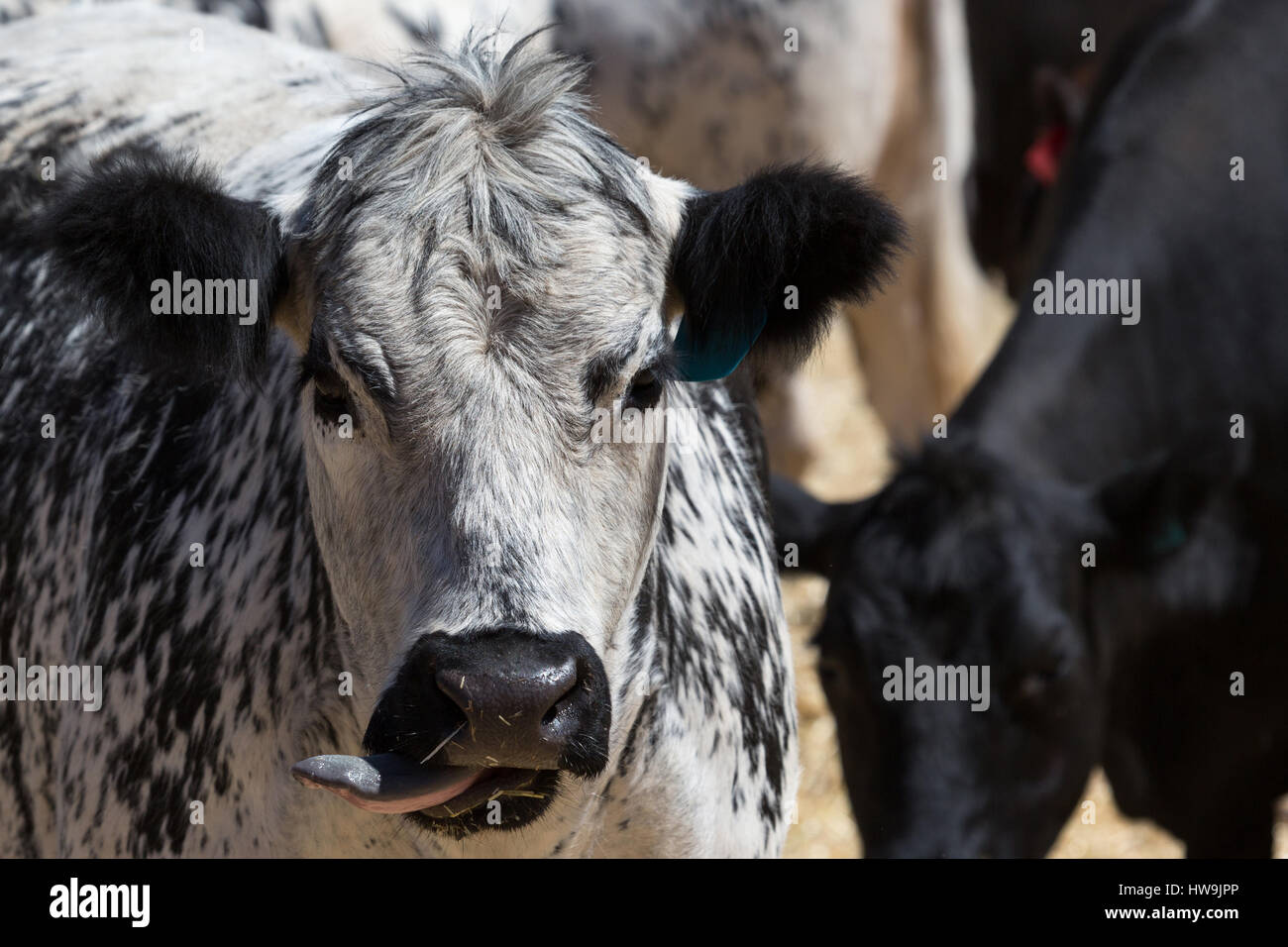 Speckle park cattle hi-res stock photography and images - Alamy