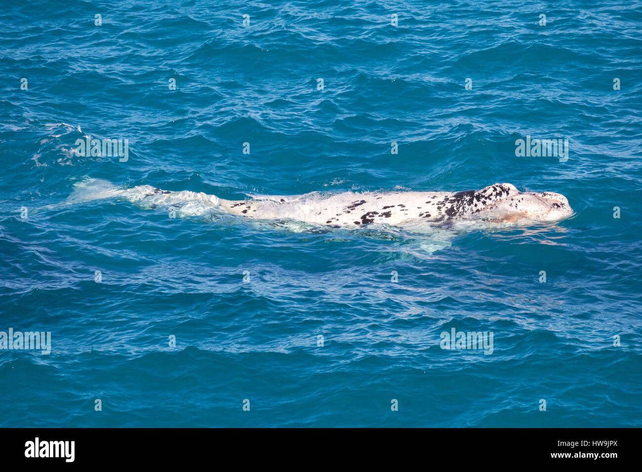 Southern Right Whale (Eubalaena australis Stock Photo - Alamy