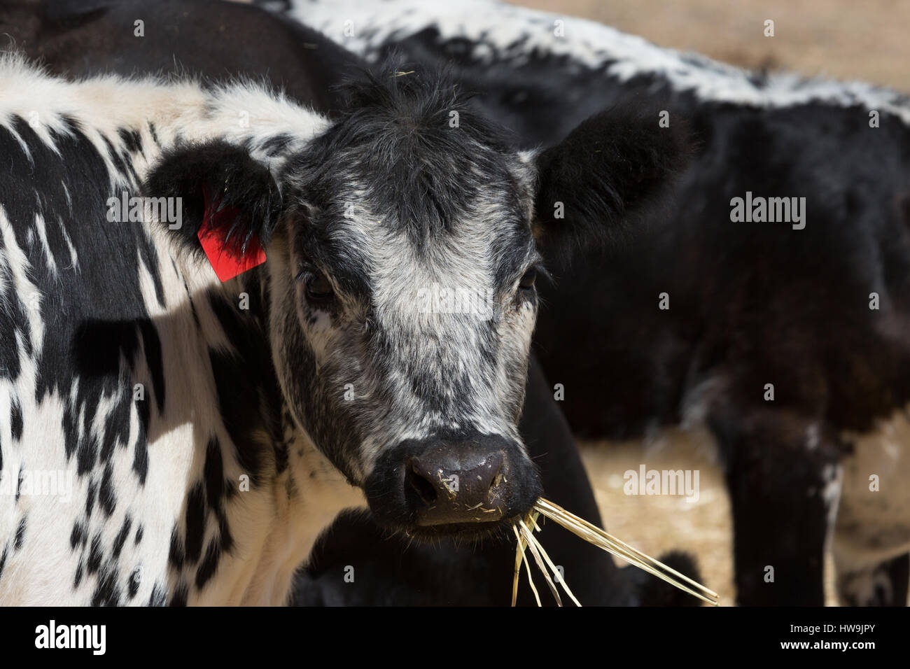Speckle park cattle hi-res stock photography and images - Alamy