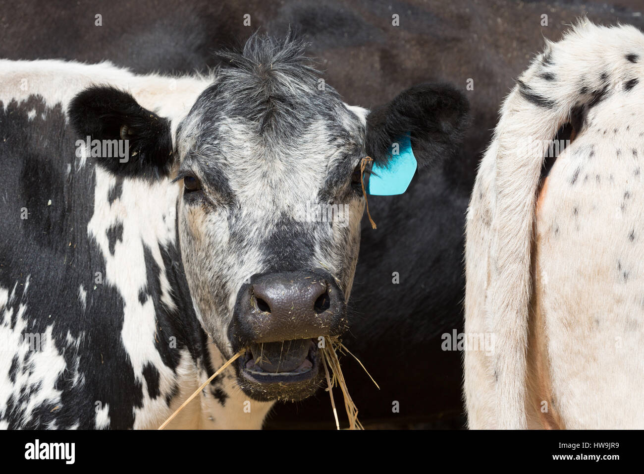 A photograph of a Speckle Park cow on a farm in central western NSW ...