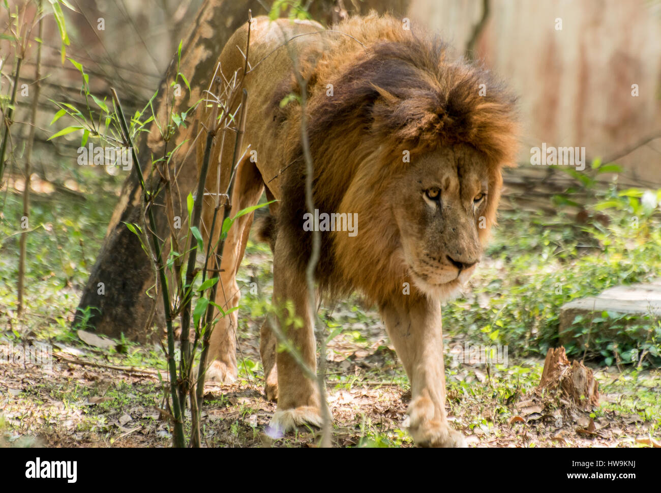 Lion king dangerous animal world hi-res stock photography and images ...