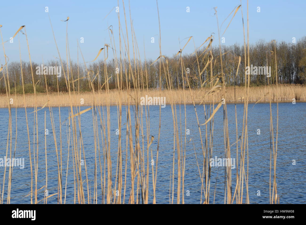 the awakening of spring in the garden and lake Stock Photo - Alamy