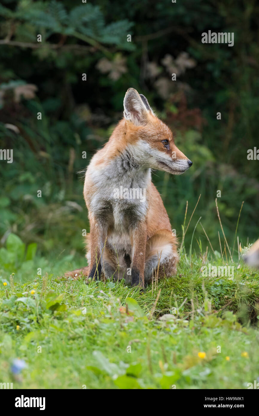 Suburban red fox hi-res stock photography and images - Alamy