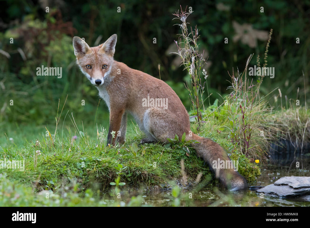 Suburban red fox hi-res stock photography and images - Alamy