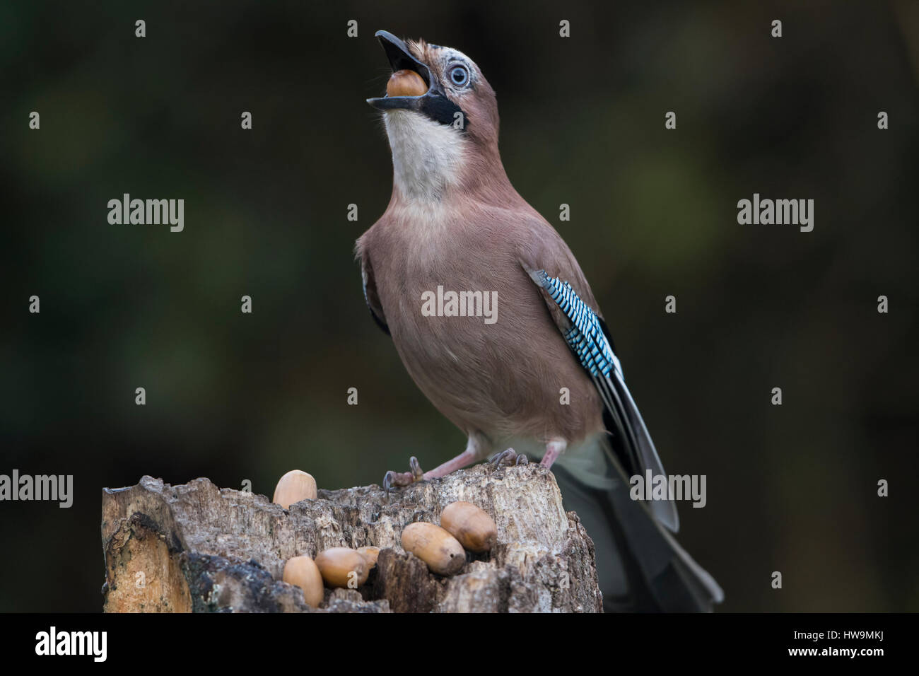Jay bird uk garden hi-res stock photography and images - Alamy