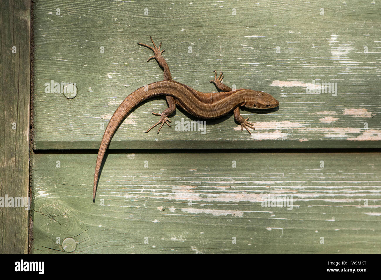A Common lizard soaking up the sun on side of a bird watching hide, Rye ...