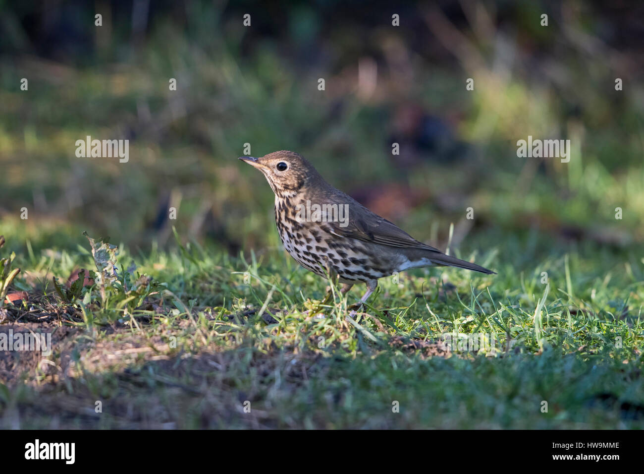 Thrush uk garden hi-res stock photography and images - Alamy