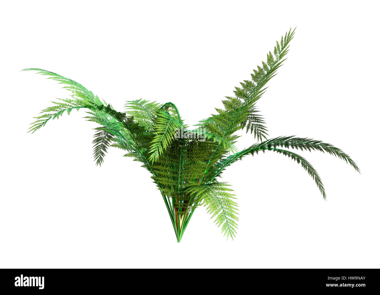 3D rendering of a giant fern plant isolated on white background Stock ...