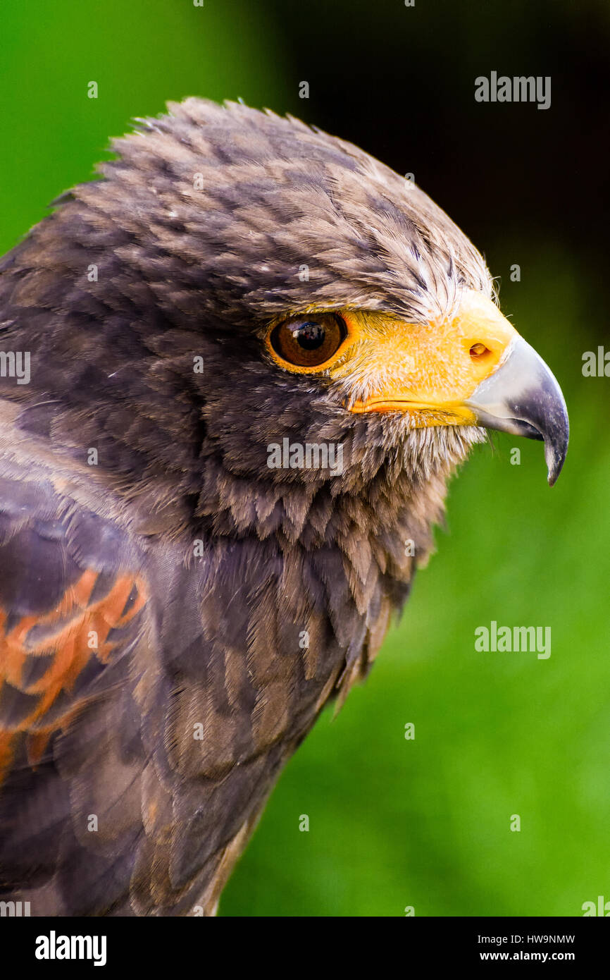 Hawk side portrait of a single isolated red brown falcon,yellow beak ...