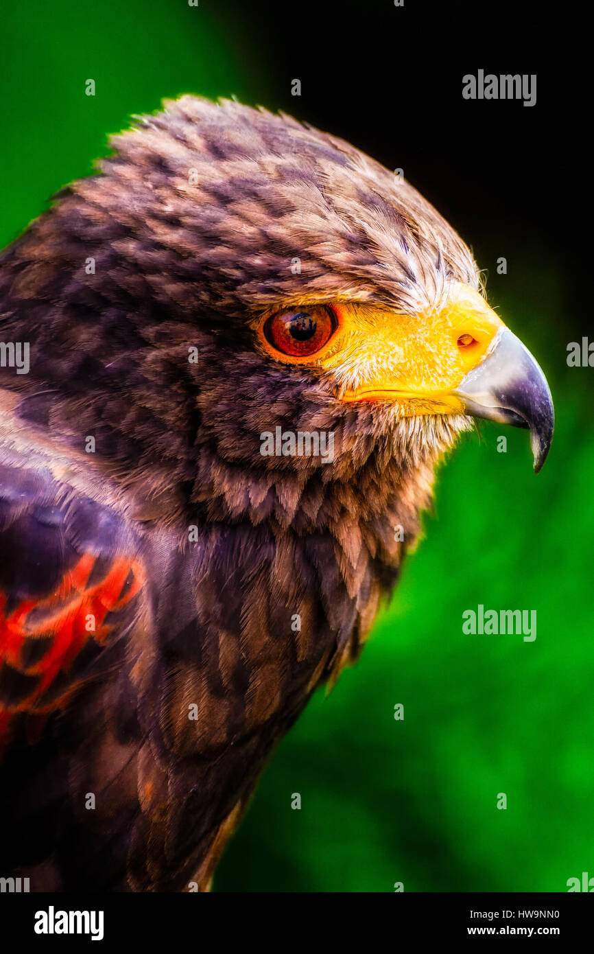 side portrait of a single isolated red brown hawk looking sad,green ...