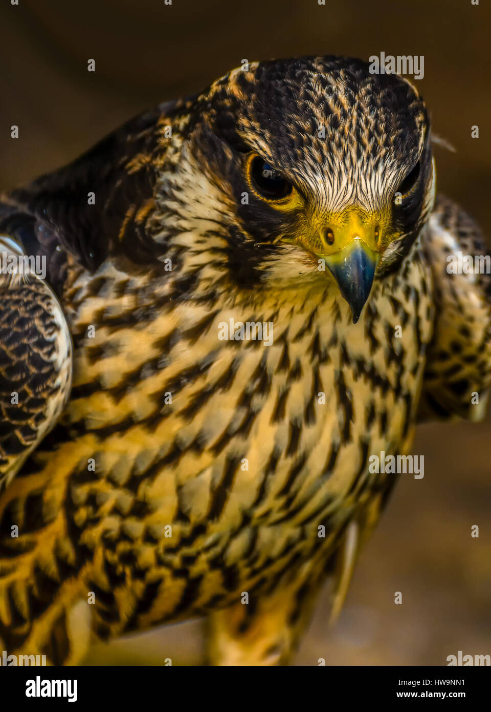 Color outdoor falcon portrait of a single isolated hawk,brown ...