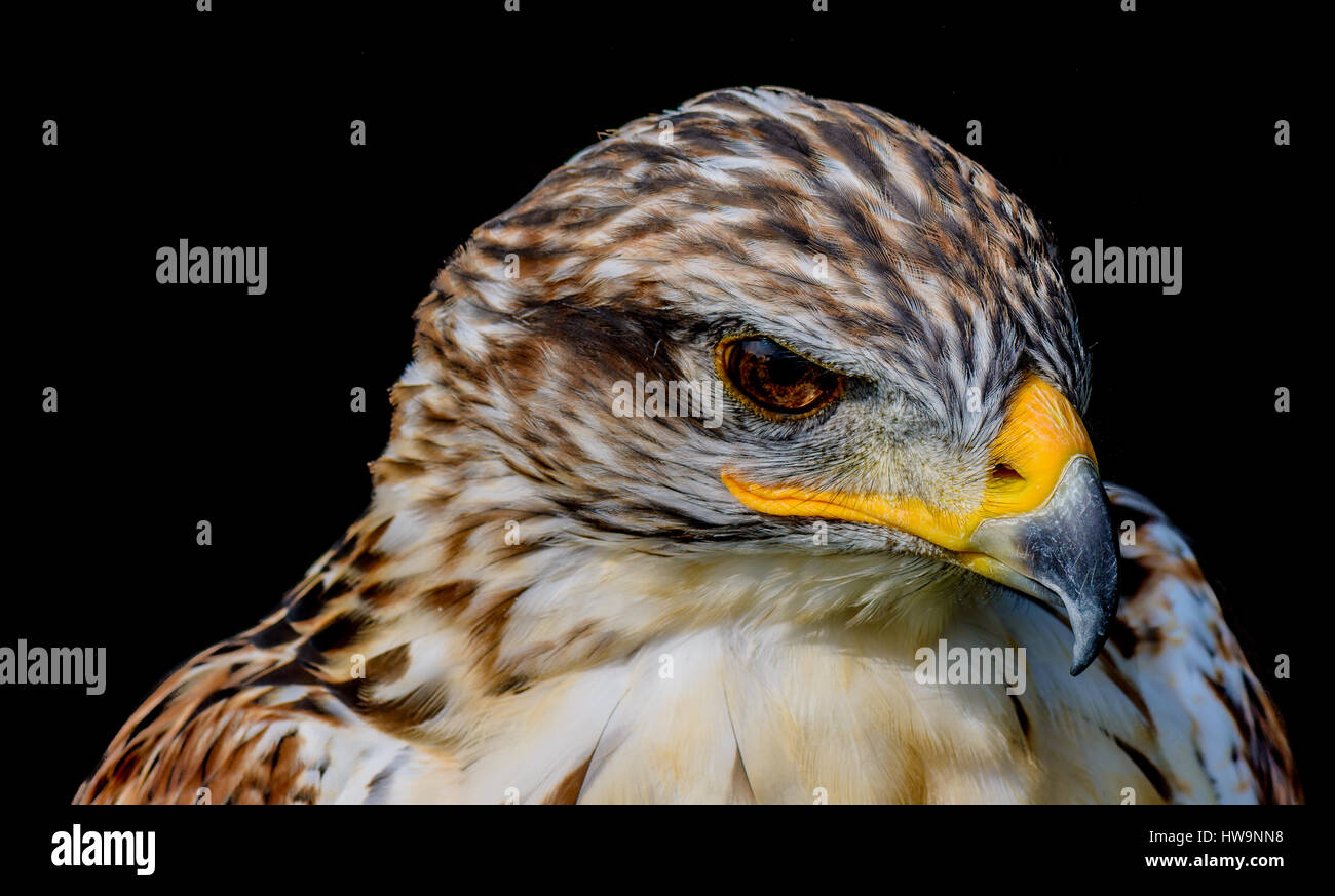 surrealistic hawk/falcon head-shot portrait,looking angry,serious,black ...