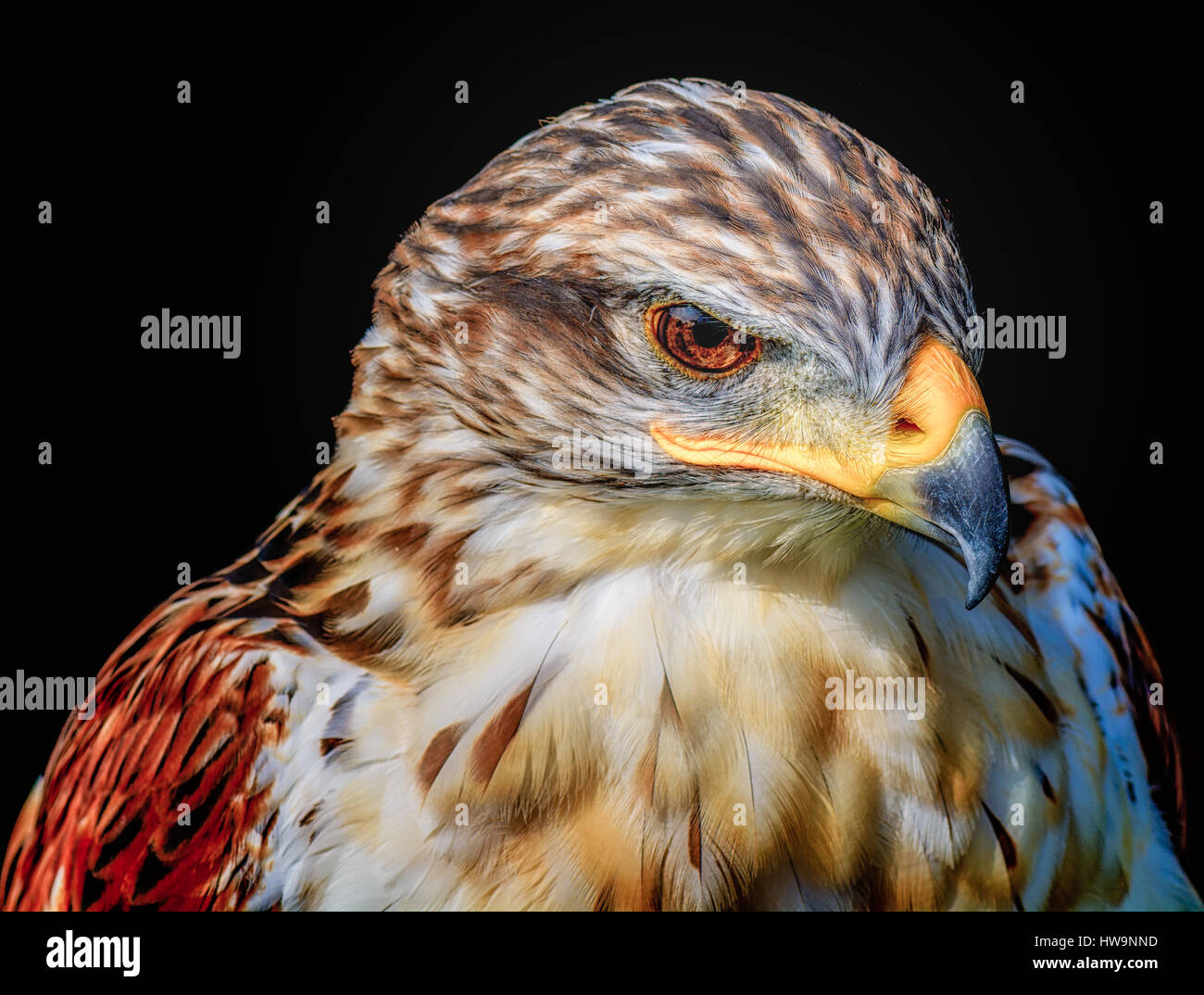 surrealistic hawk/falcon head-shot portrait,looking angry,serious,black ...