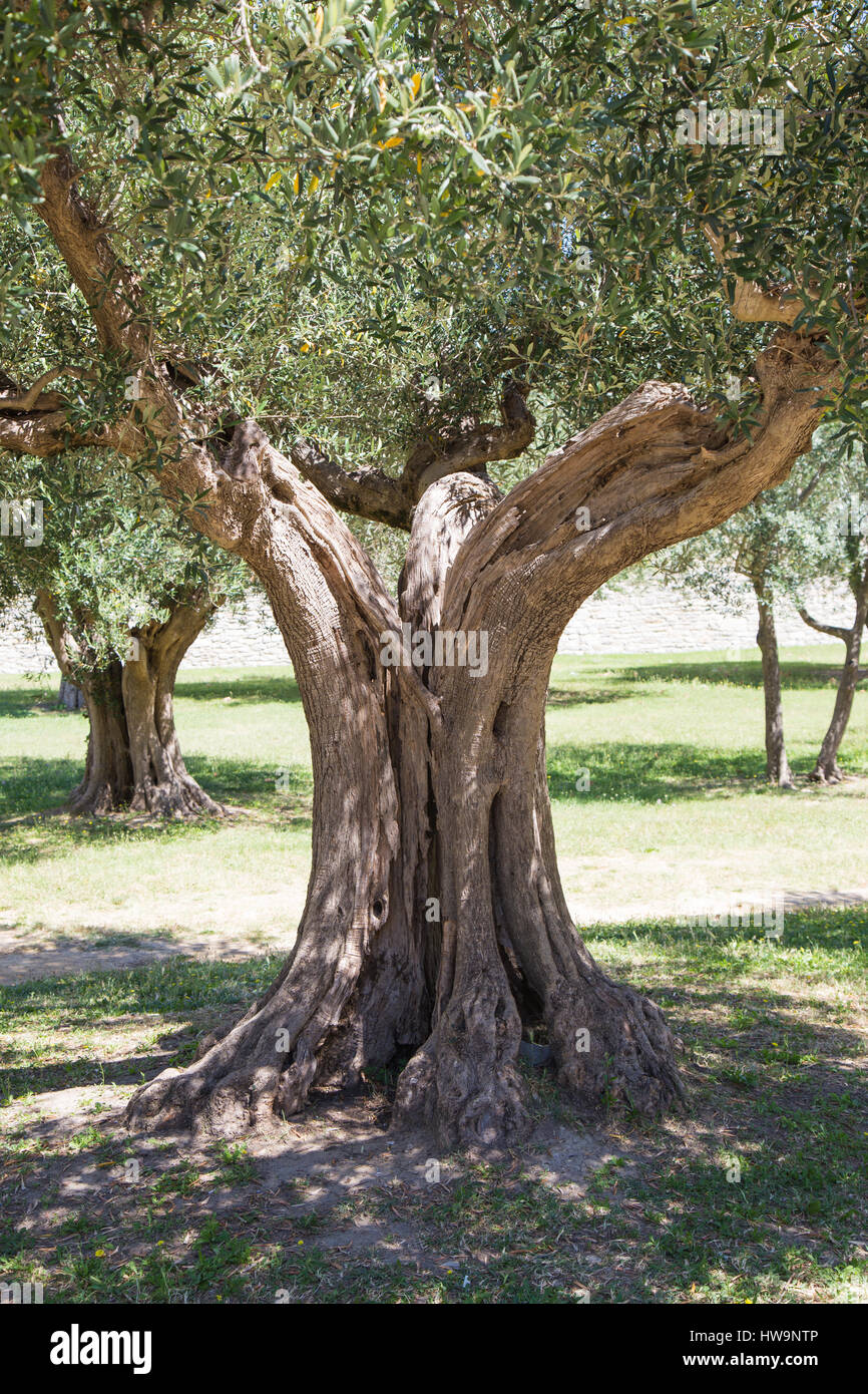 Trunk agriculture hi-res stock photography and images - Alamy