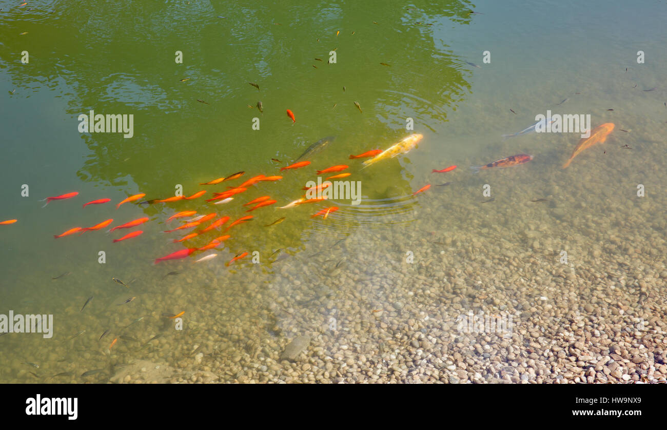 Colorful decorative fish float in an artificial pond, view from above ...