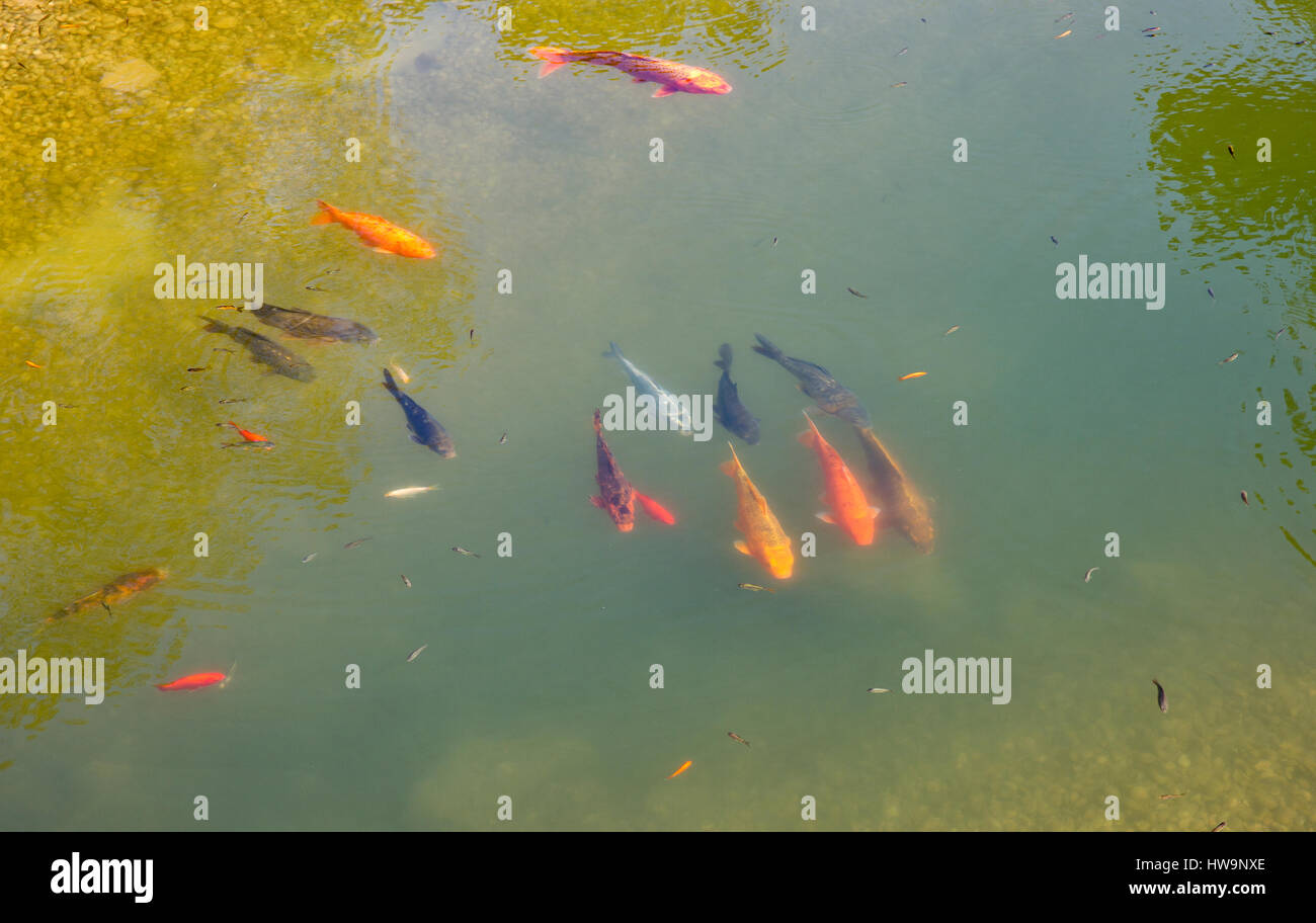 Colorful decorative fish float in an artificial pond, view from above ...