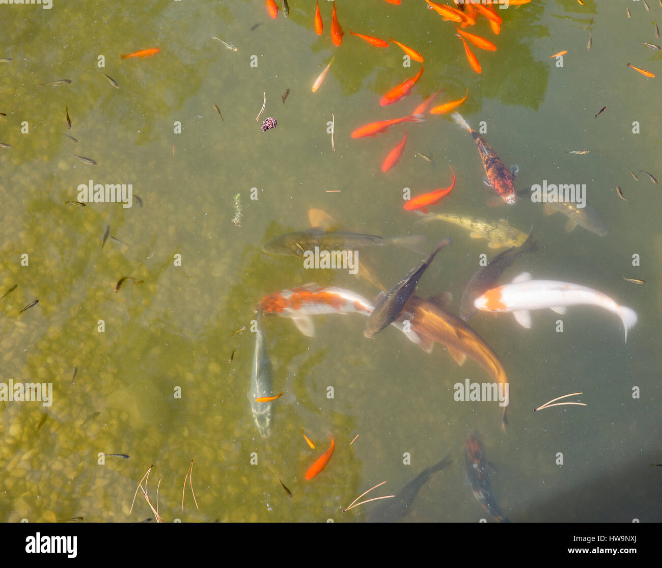 Colorful decorative fish float in an artificial pond, view from above ...