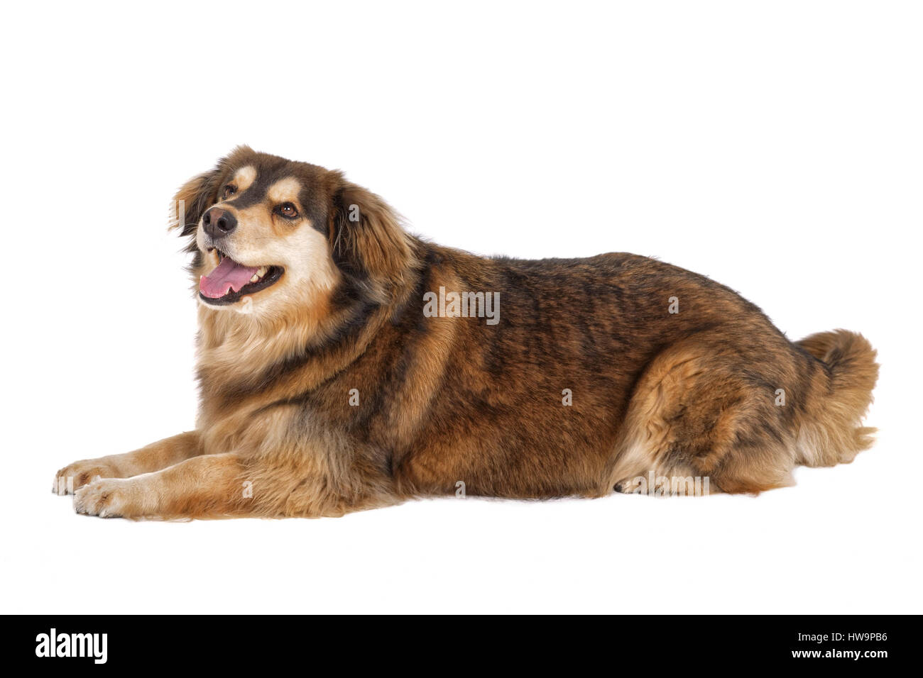 Lying dog isolated on a white background Stock Photo - Alamy